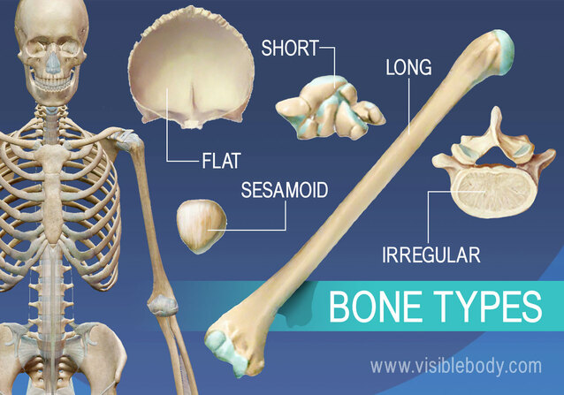 Overview Of Skeleton Learn Skeleton Anatomy overview-of-skeleton-learn-skeleton-anatomy