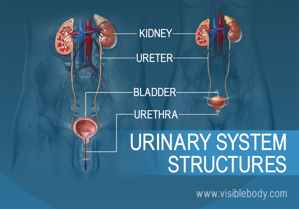 Urinary System Structures Urinary System Structures