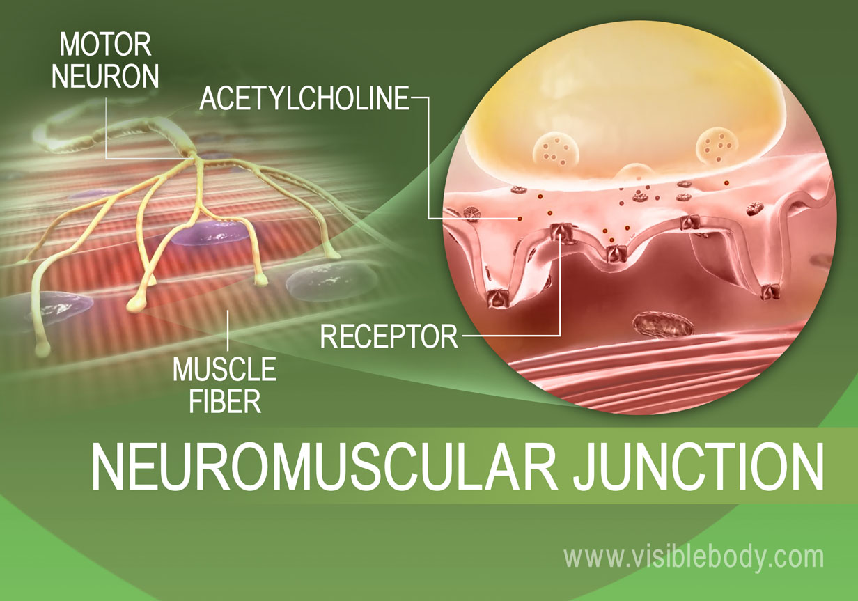 Muscular system | Learn Muscular Anatomy