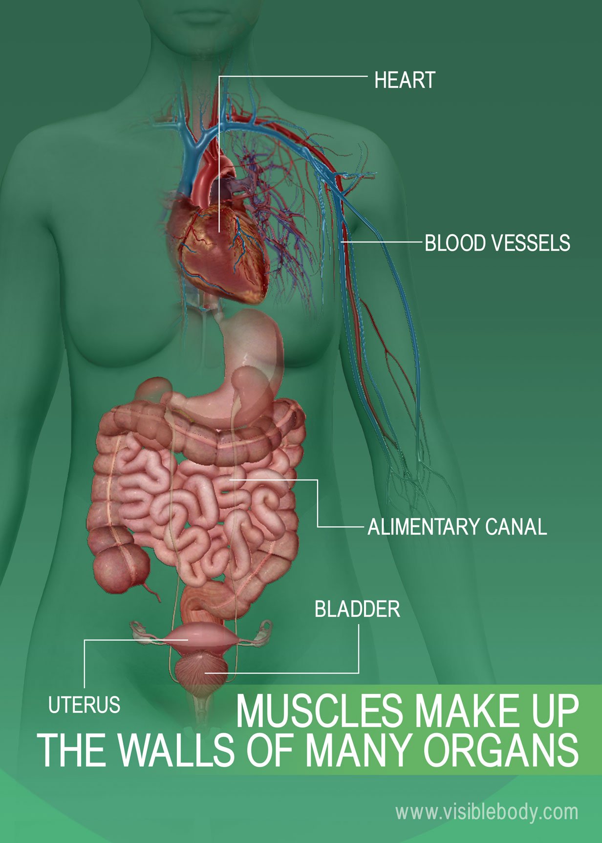 Muscular Overview | Learn Muscle Anatomy